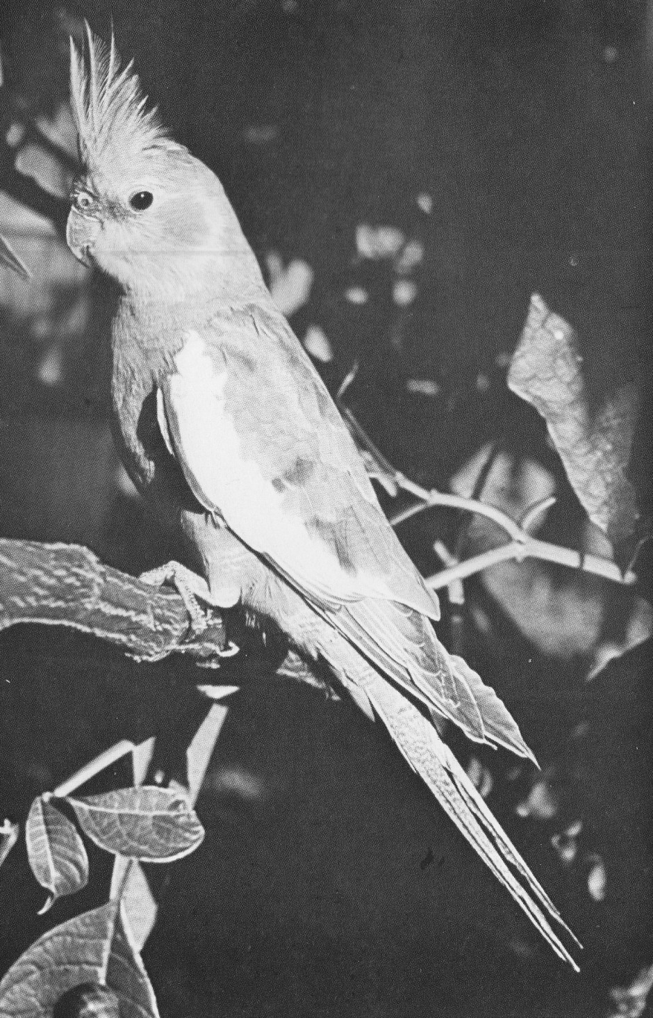 Nail Care For Cockatiels - Do They Need It - Cockatiels As Pets