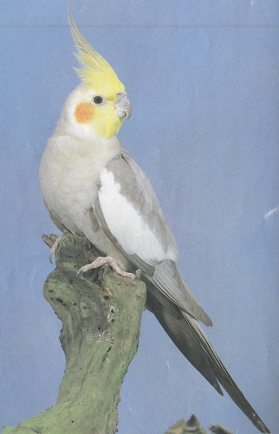 ACS Standard Of Judging Cockatiels In Cage Bird Shows - Cockatiels As Pets