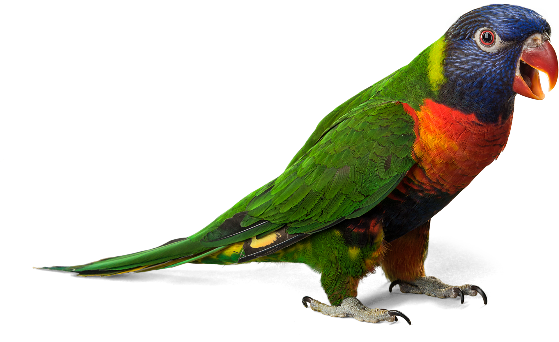 How To Discipline That Naughty Parrot Or Cockatiel Cockatiels As Pets