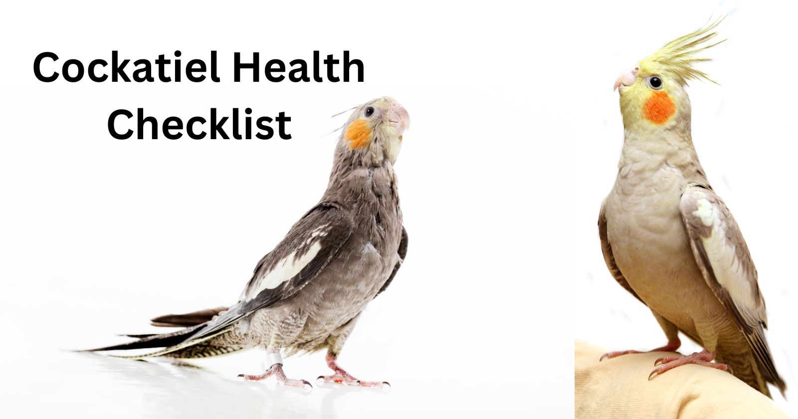 Cockatiel Health Checklist - Cockatiels As Pets