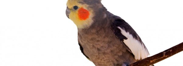 Cockatiels As Pets - Your Cockatiel Encyclopedia