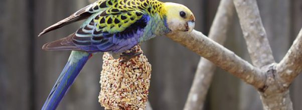 Cockatiels As Pets - Your Cockatiel Encyclopedia