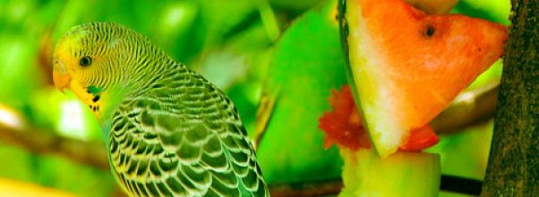 Cockatiels As Pets - Your Cockatiel Encyclopedia