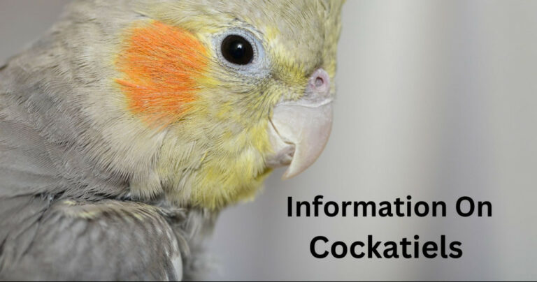 Cockatiels As Pets - Your Cockatiel and Pet Bird Encyclopedia