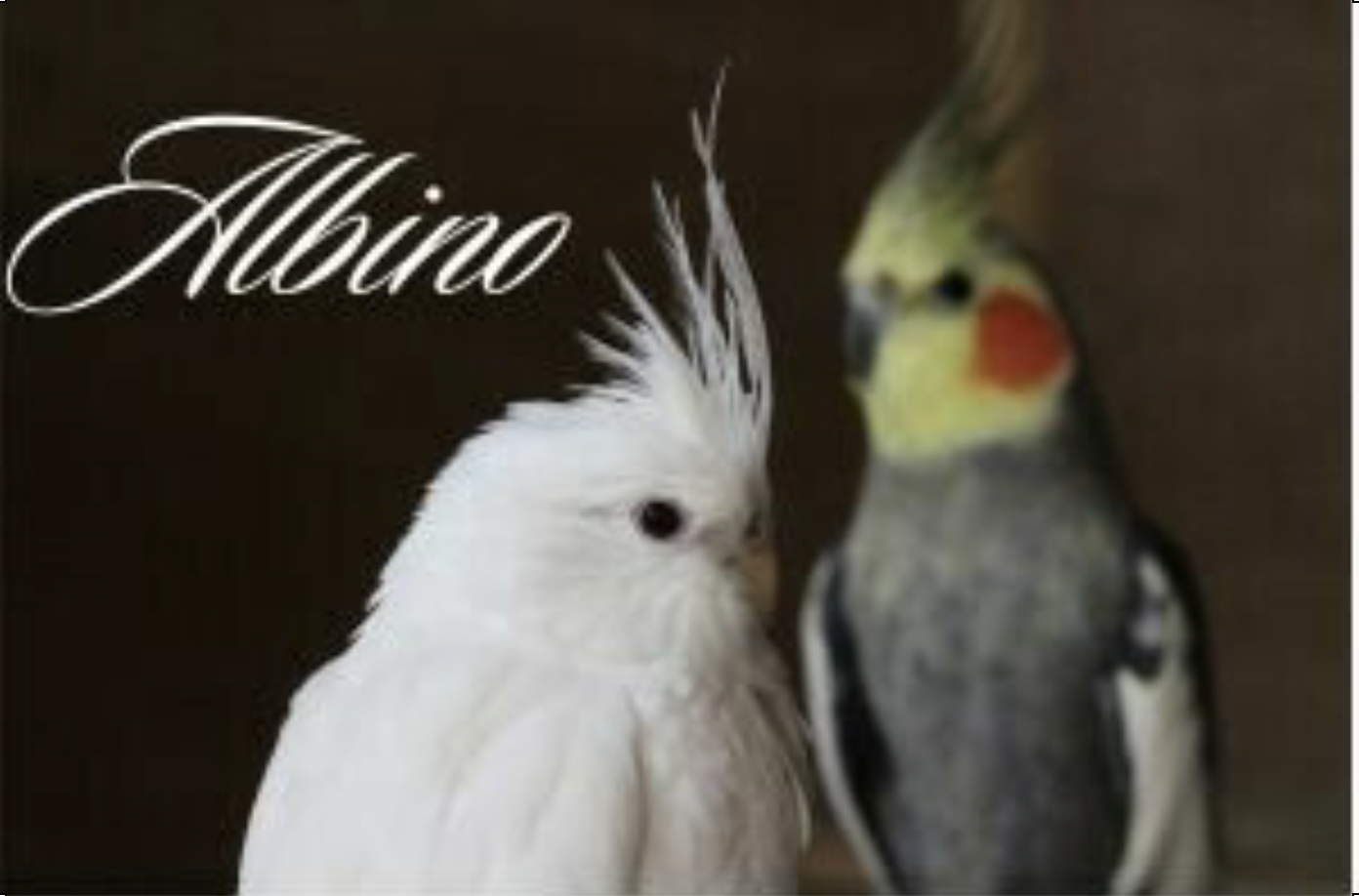The Albino Cockatiel: Facts And Care Tips - Cockatiels As Pets