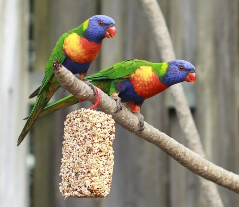 Cockatiels As Pets - Your Cockatiel and Pet Bird Encyclopedia