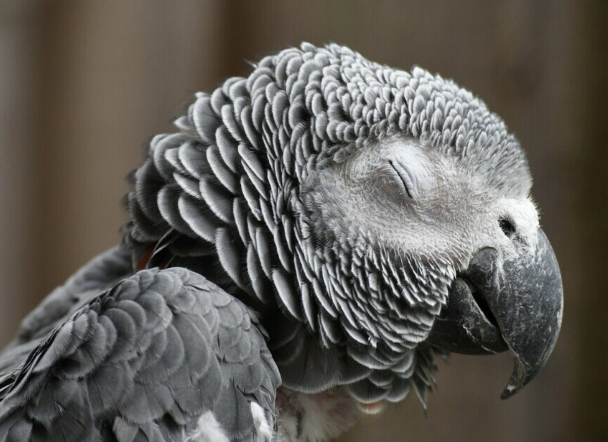 Funny Parrot Stories - Cockatiels As Pets